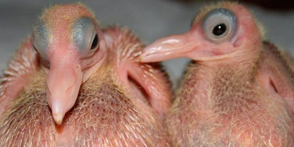 Saiba por que você nunca vê filhotes de pombos