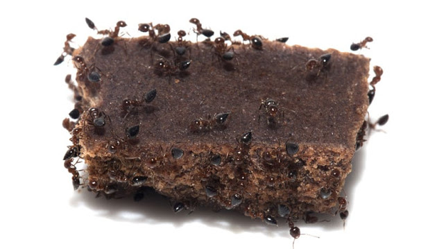 Nunca coma Alimentos sobre os quais Formigas andaram. Elas carregam ...