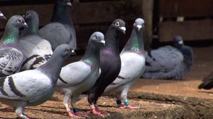 Saúde: Pombo é um rato com asas diz especialista