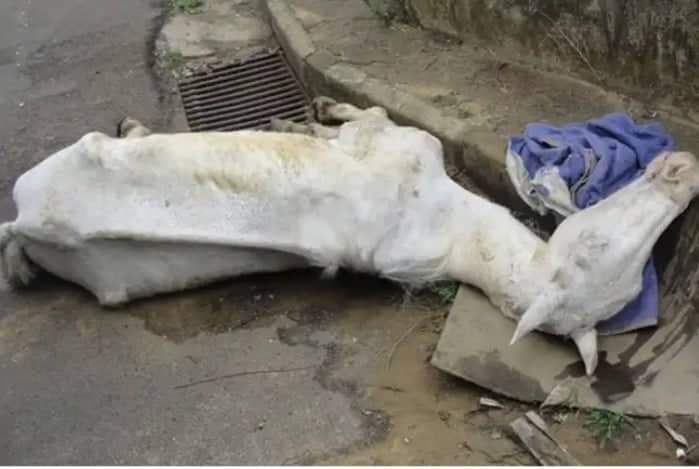 Cavalos, eternos escravos condenados à prisão perpétua e aos trabalhos ...