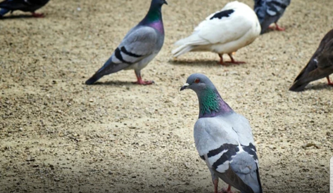 Doença do pombo: mortes, sintomas e tratamento